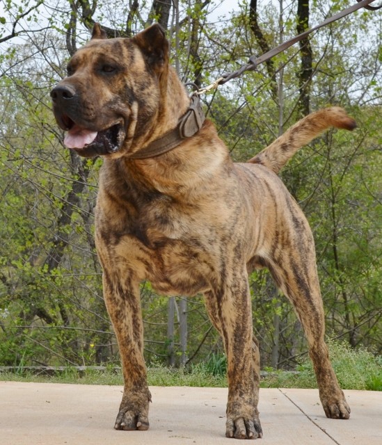 Presa Canario Puppies and Breeder | Sanders Kennels