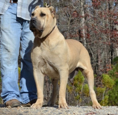 Presa Canario Puppies and Breeder | Sanders Kennels