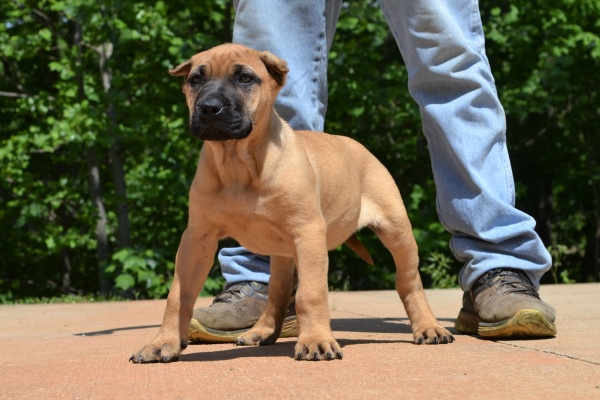 Available Puppies | Sanders Kennels