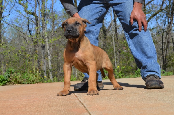 Available Puppies | Sanders Kennels