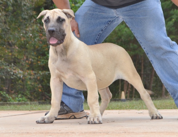 Available Puppies | Sanders Kennels