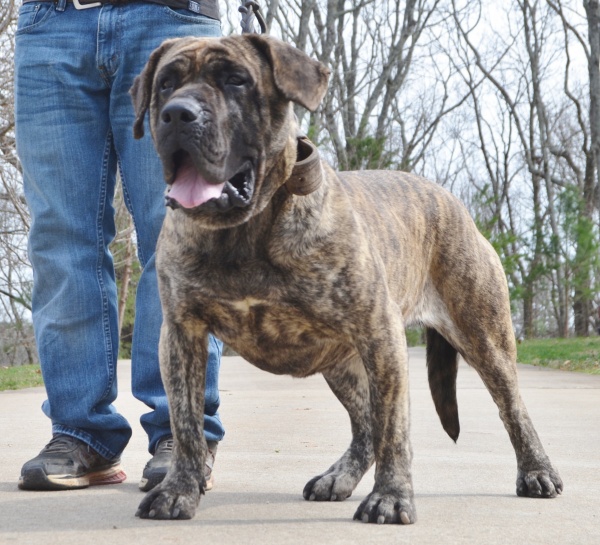 Presa Canario Puppies for Sale in Alpharetta GA & Nationwide | Sanders ...