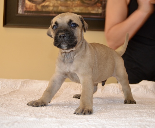 Available Puppies | Sanders Kennels