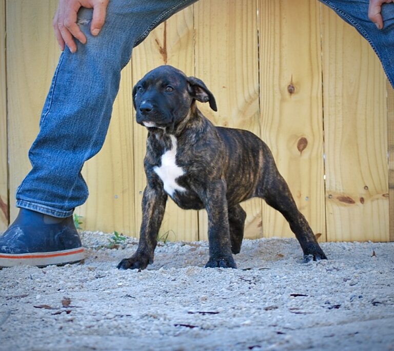 Sanders Bear and Sanders Baby Female 2 - Sanders Kennels
